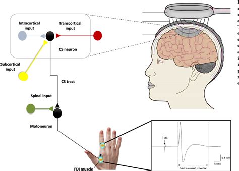Figure 1 From Neuromodulation Techniques From Non Invasive Brain