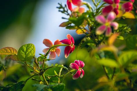Premium Photo Combretum Indicum Also Known As The Rangoon Creeper Is A Vine With Red Flower