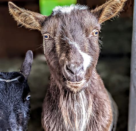 About Us Utokia Herb Co