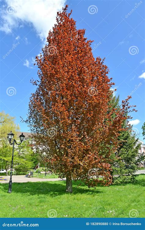 Beech Is A Forest Purpurolistic Pyramidal Fagus Sylvatica L F Stock