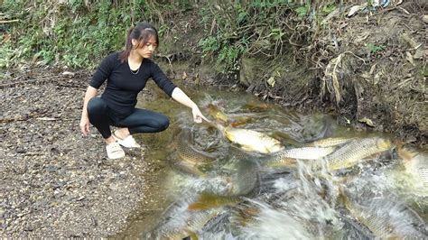 Amazing Fishing - Using pumps, pumping water outside the natural lake, Harvesting a lot of big ...