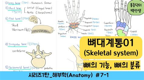뼈대계통 Skeletal System 뼈의 기능 뼈의 분류 해부학 Youtube
