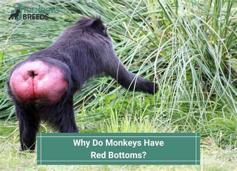 Why Do Monkeys Have Red Bottoms Facts About Their Color 2024