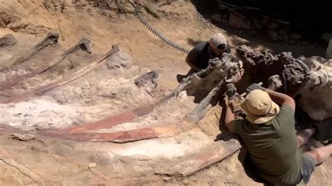 Descubren Huellas De Dinosaurios Por La Sequía En Texas