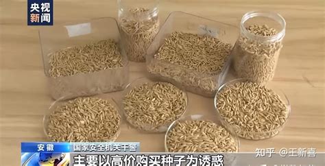 间谍窃取我国杂交水稻种子，种子战争打响，这件事后果有多严重 知乎
