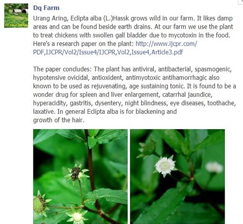 Medicine Newbie Urang Aring