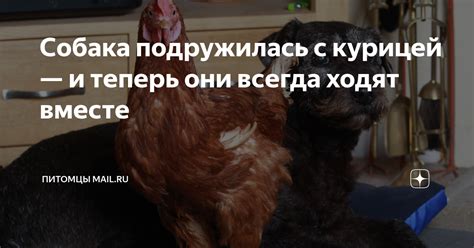 Собака подружилась с курицей — и теперь они всегда ходят вместе Питомцы Дзен