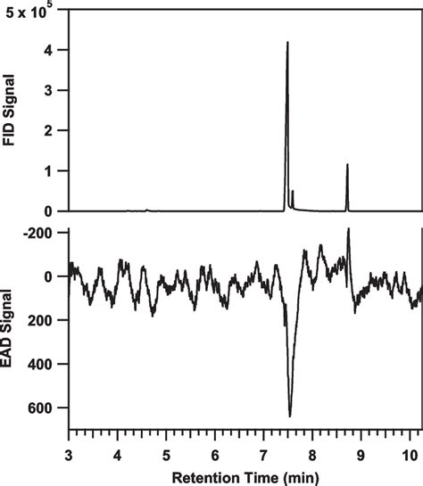 The Response Of An Antenna Of A P Corruscus Male To An Isomer From The