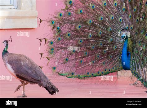 Peacock Wing Spread Hi Res Stock Photography And Images Alamy
