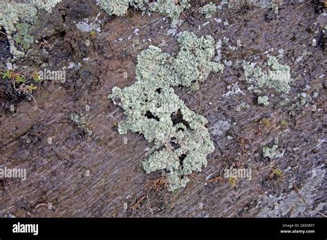 Foliaceous Lichens Are Organisms Where Algae And Fungi Llive Together