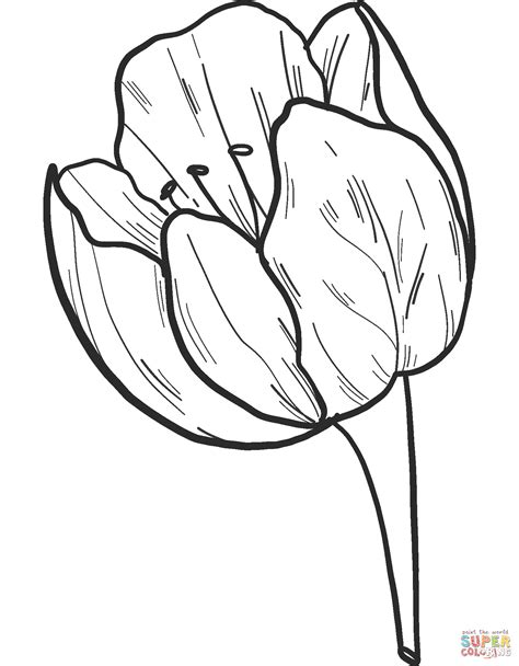 Ausmalbilder Tulpe Frisch Tulpen Malvorlage Gratis Of Vrogue Co