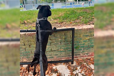 Meet The Cane Corso Pitbull Mix The Most Promising Guard Dog