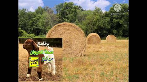 انواع التبن وافضل نوع للاغنام والماعز Youtube