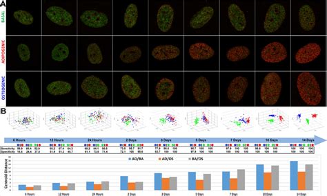 Edicts Captures The Evolution Of Stem Cell Lineage Restriction In Time