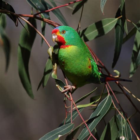 Bird Of The Month Swift Parrot Connecting Country
