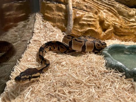 Why Ball Pythons Stop Eating And How To Fix It Universereptiles