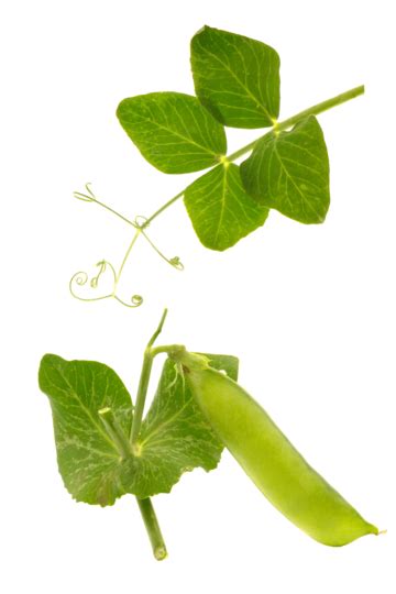 Peapod PNG Transparent Images Free Download | Vector Files | Pngtree