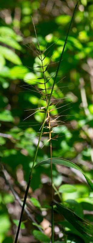 Elymus Hystrix Identification Health Benefits Uses Invasive