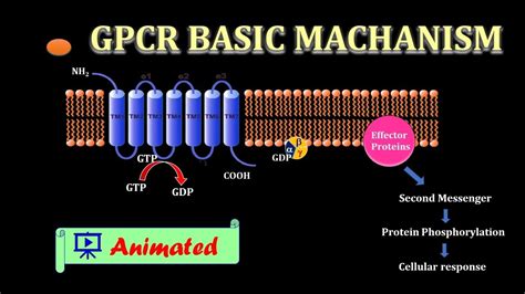 G Protein Coupled Receptor Animated Bpharm 4th Sem Pharmacology I