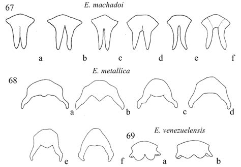 Male Epiproct Posterior View Morphological Variation Download