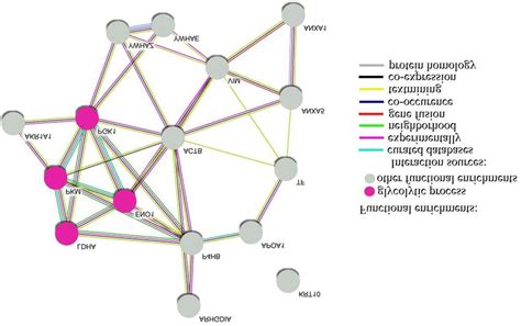 String Analysis Of The Differentially Regulated Proteins Identified In