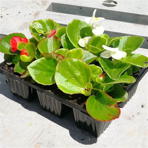 Begonias 6 Pack Seedling Tray Buygrow Port Elizabeth