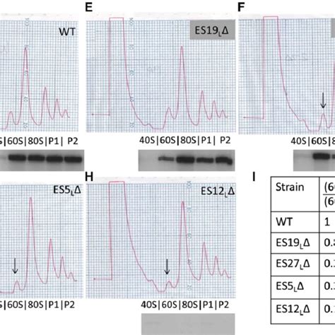 Ribosomal Rna Expansion Segments In The Yeast Large Ribosomal Subunit
