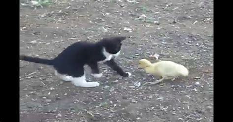 Un Gattino E Una Papera Dimostrano Di Essere Ottimi Amici In Un Tenero