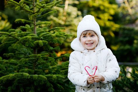 크리스마스 트리와 달콤한 사탕 지팡이를 들고 사랑스러운 어린 유아 소녀 시장에 야외 상점에서 Xmas 나무를 선택하고 구입하는 겨울 옷에 행복한 아이 아이 가족 전통 축하