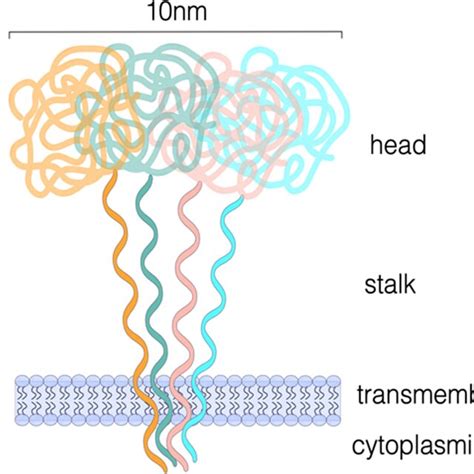 Neuraminidase Structure Neuraminidase Is Comprised Of N Terminal