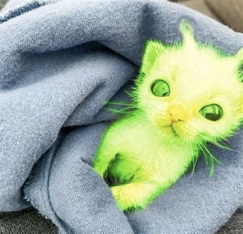 Создать мем животные забавные милые котики котик Картинки Meme