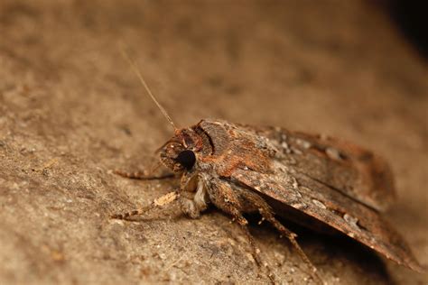Bogong Moths Are First Bugs Known To Use Stars For Long Distance Travel