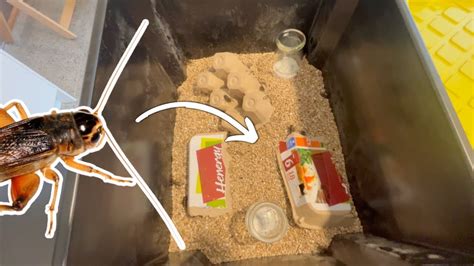 Setting Up A Cricket Breeding Colony For Beginners With New Method Youtube