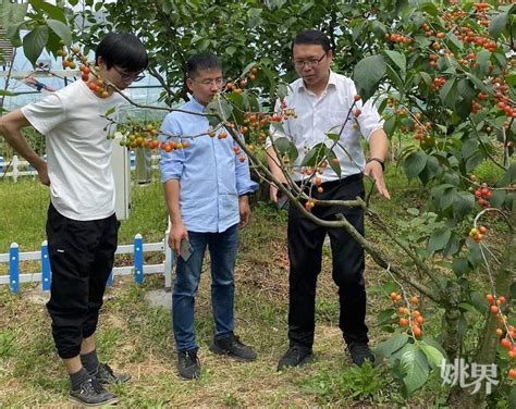 梁弄樱桃获省级气候品质认证
