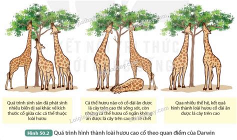Phân Biệt Tiến Hóa Nhỏ Và Tiến Hóa Lớn