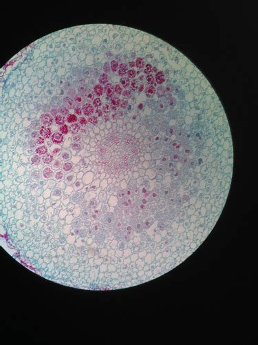 Microlab Practical Flashcards Quizlet