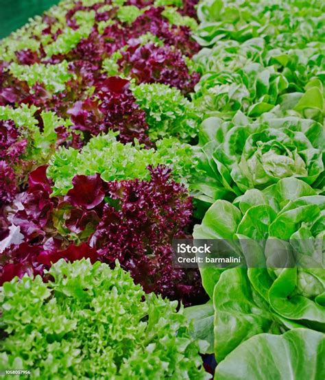 산업의 재배 녹색 Butterhead와 오크 바이오 양상추 수경 법 메도 사용 0명에 대한 스톡 사진 및 기타 이미지 0명 네덜란드 농업 Istock