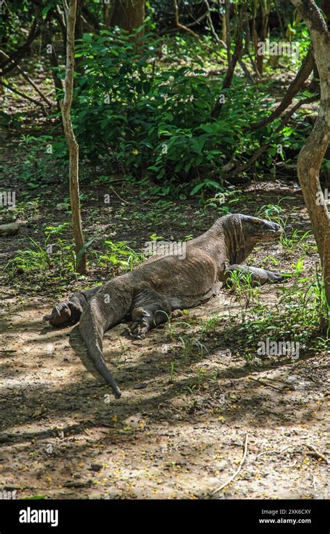 The Komodo Dragon Rests In The Shade Of The Green Forest Of Komodo