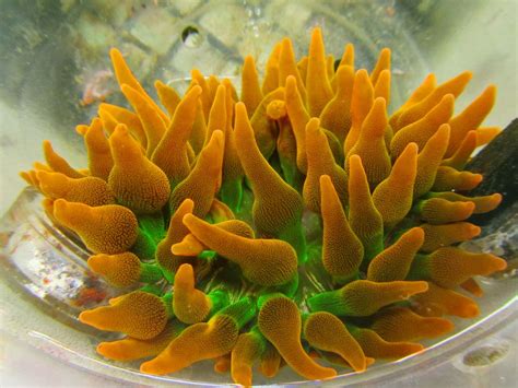 Quicker Than A Ray Of Light The Sunburst Anemone Reef2reef