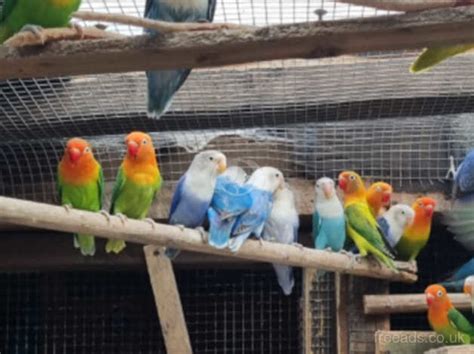 Lovebirds Ficshers For Sale In Kings Heath On Freeads Classifieds