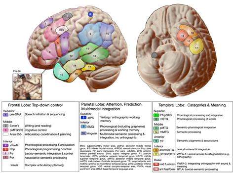 Consensus Recommendations For Clinical Functional Mri Applied To Language Mapping Published In