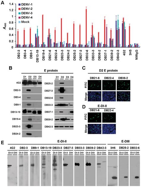 Characterization Of Mabs Against Denv A C636 Insect Cells Were