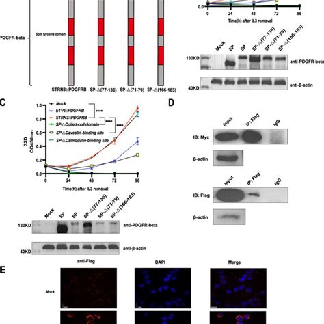 Oncogenic Properties Of Strn Pdgfrb A Schematic Of Full Length And