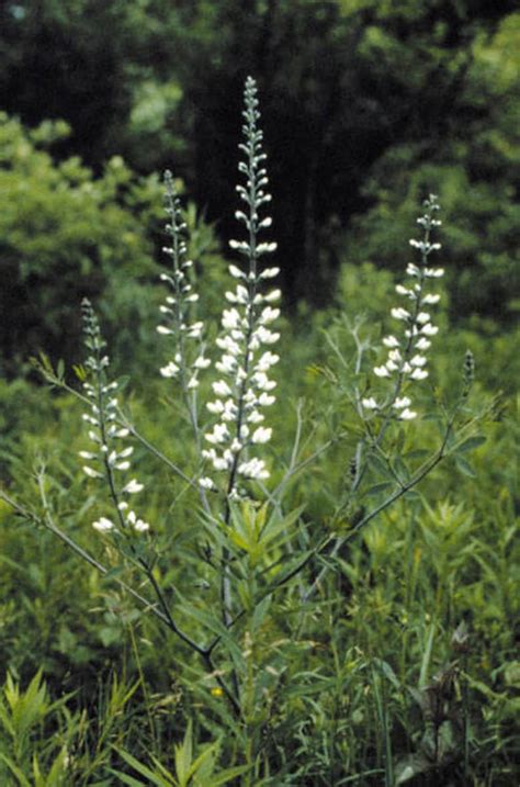 50 WHITE WILD INDIGO Baptisia Alba Flower Seeds Flat Shipping Etsy