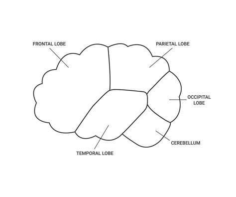 Lobes of brain human side view, template line. Different areas of brain ...