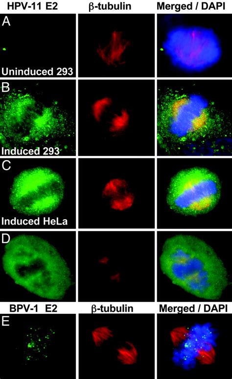 Hpv And The Cell Cycle