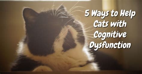 Cognitive Dysfunction In Cats Digitalknowledge On Tumblr