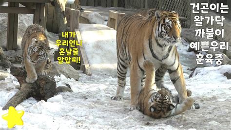 에버랜드 호랑이 오둥이 쪼꼬미 아가 시절 왈가닥 까불이 예쁜우리 조심해서 놀라고 훈육하는 엄마 건곤이 우리 혼나는