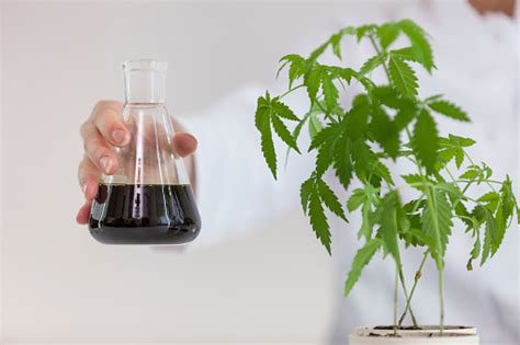 마리화나 식물에서 추출한 Cbd 오일을 가진 유리 그릇을 들고 있는 여성 과학자 의료 대마초에서 의료 약국 테이블에 의료