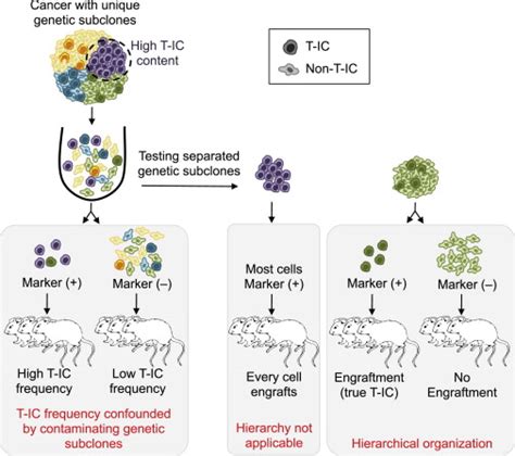 Evolution Of The Cancer Stem Cell Model Cell Stem Cell